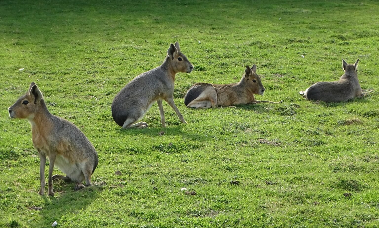 Group Bookings – Filey Zoo